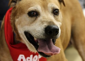 Dogs Available For Adoption In Saratoga Through HOPE